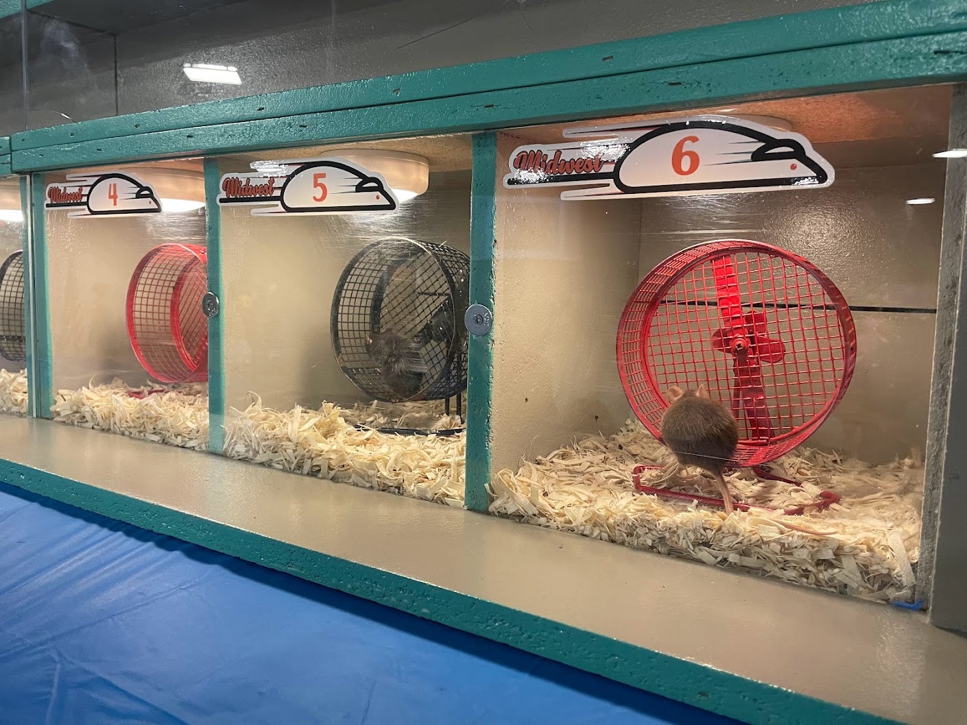 Services | Midwest Mouse Races